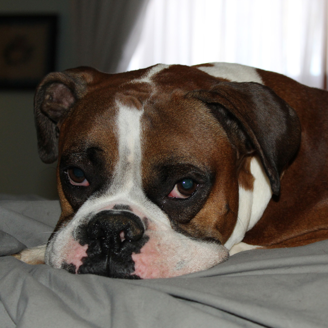 Knox Boxers – A lifetime of love and friendship is called a Boxer.